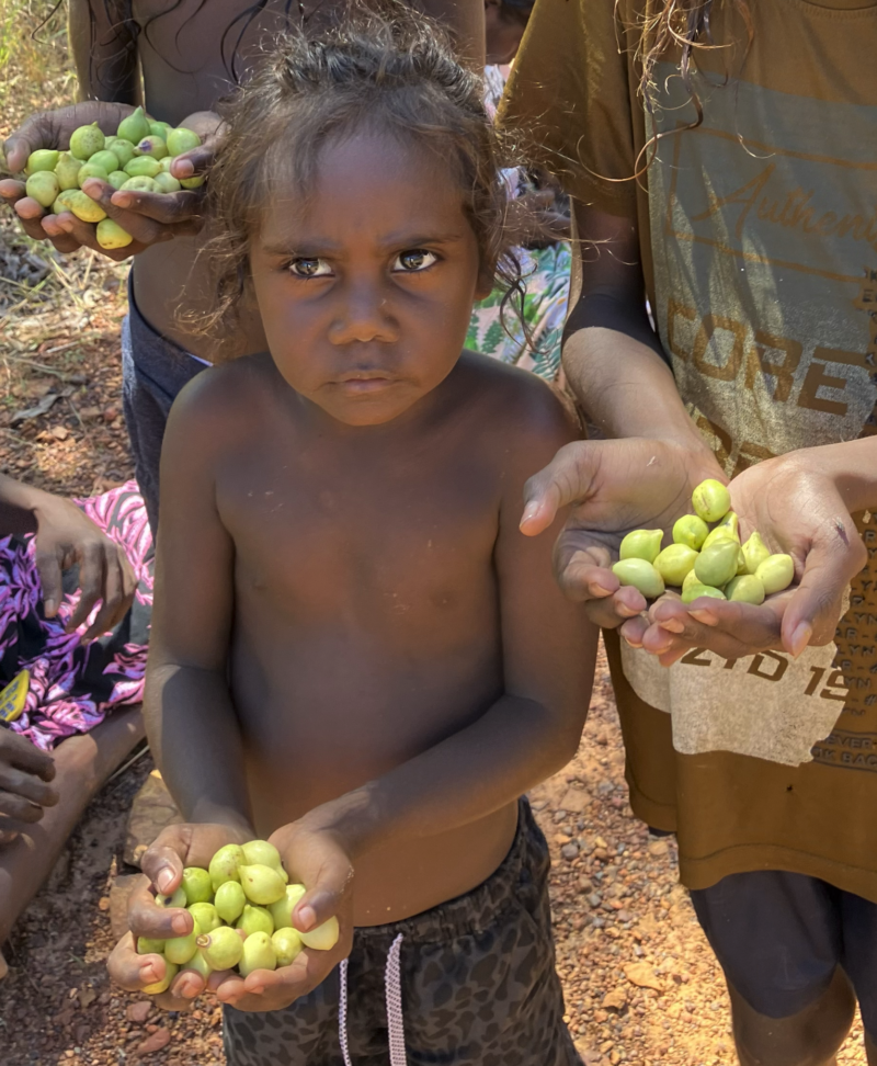 TDC – Thamarrurr Development Corporation Ltd